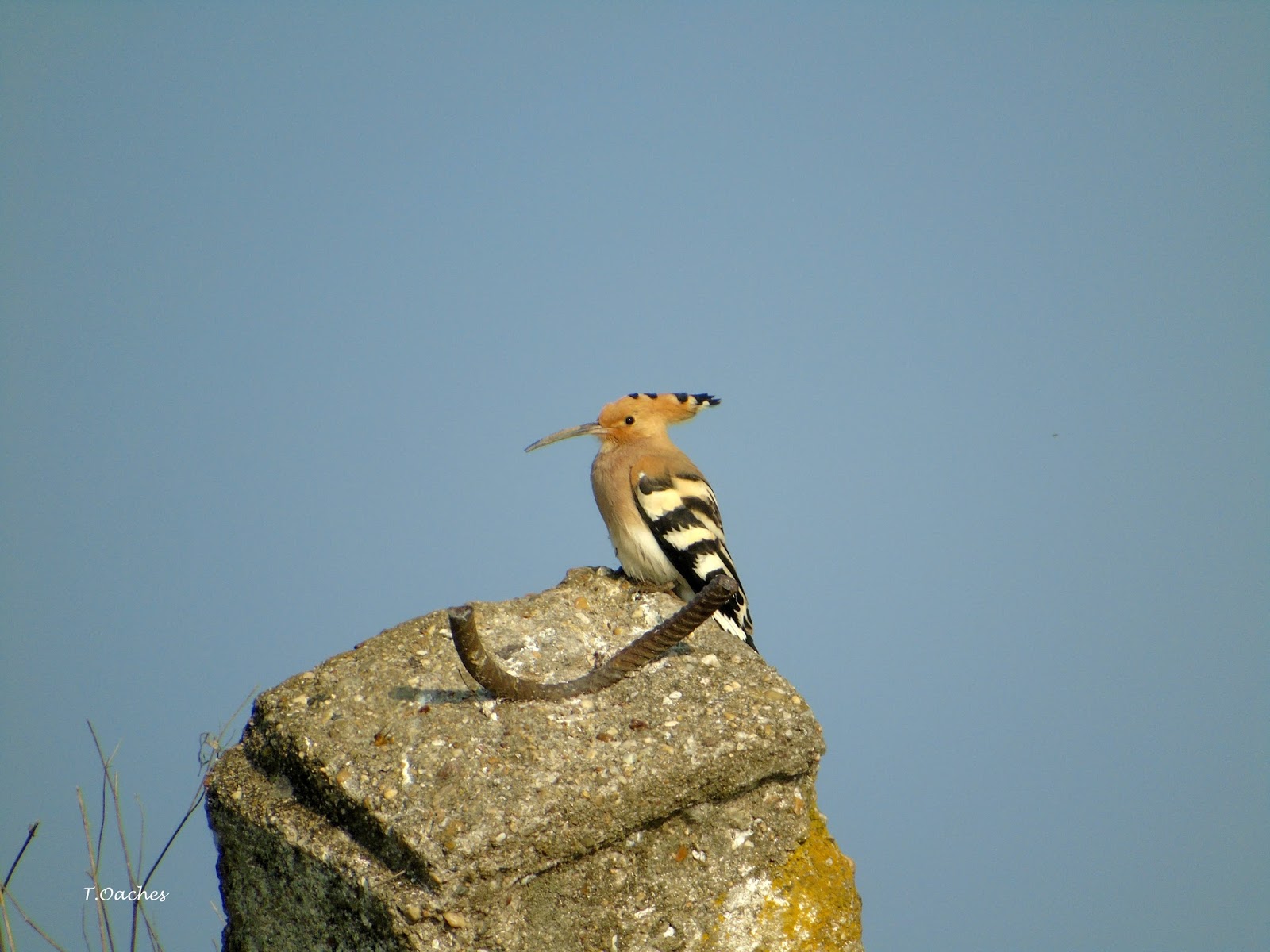 PASARI DIN ROMANIA: PUPAZA, Upupa epops