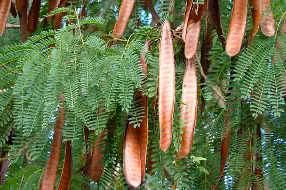 klasifikasi Tanaman: Tanaman Lamtoro (Leucaena leucocephala L.)