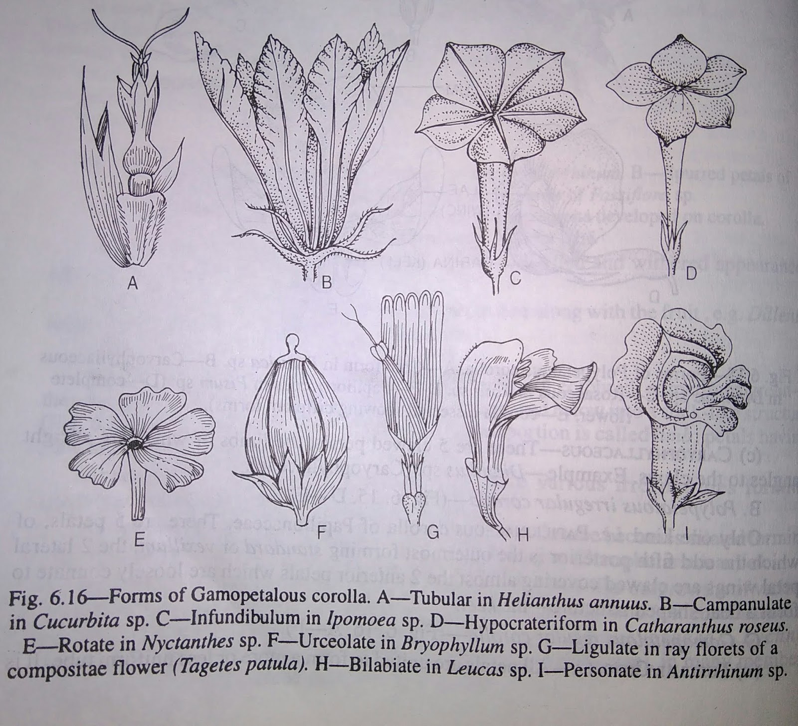 Corolla flowers and its types-digieduco