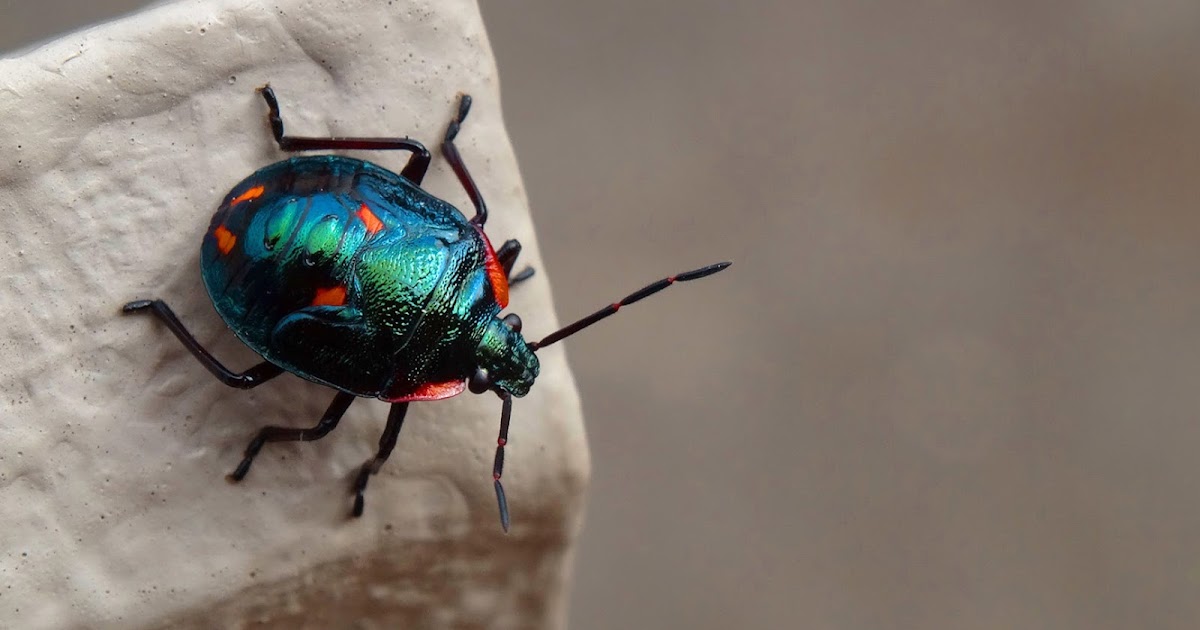 NixPixMix: JEWEL BUG