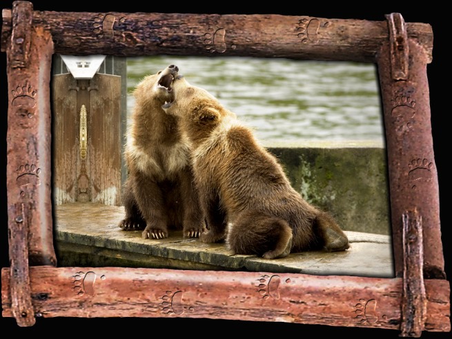Very Funny All Wallpaper Funny Grizzly Bear Cubs Playing