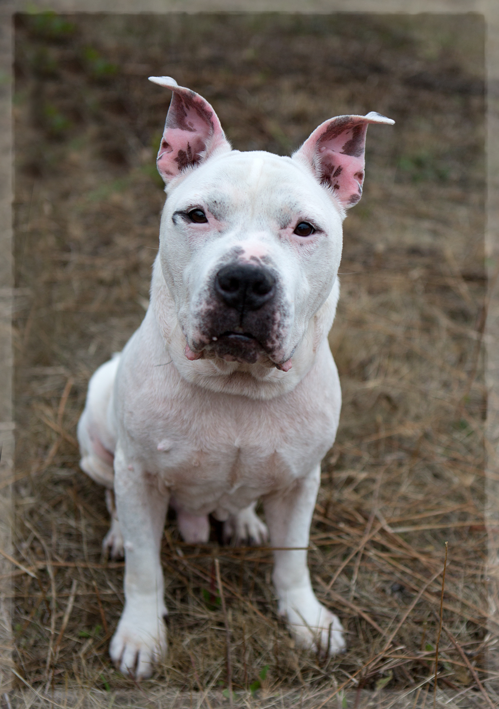 Shelter Dogs of Portland: "DOZER" UPDATE - Now in Foster Home senior ...