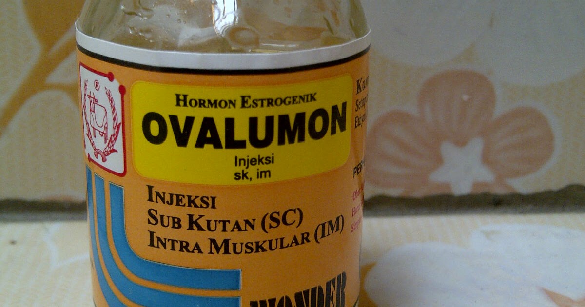 ALAT TERNAK SAPI TERBARU: OBAT HORMON TERNAK
