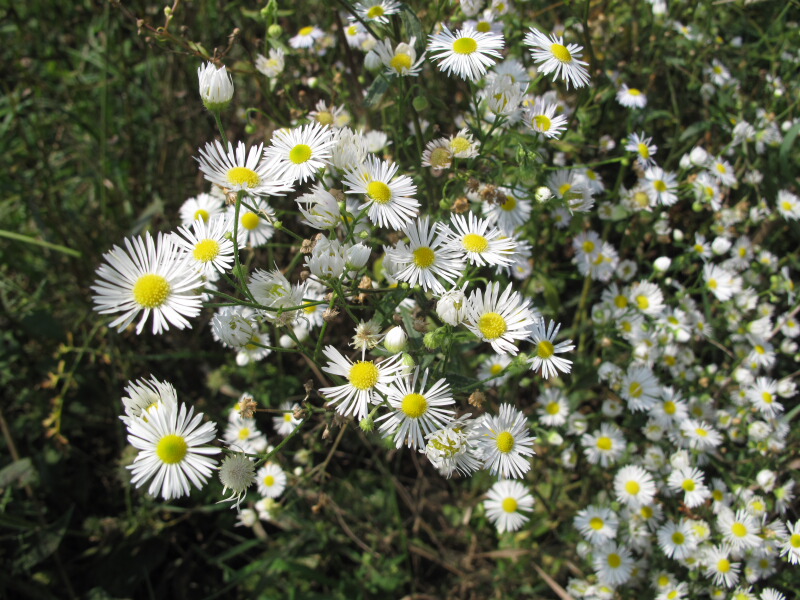 The Joyce Road Neighborhood: Wildflower - Daisy Fleabane The Joyce Road Neighborhood: Wildflower - Daisy Fleabane