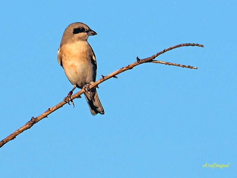 MIS AMIGAS LAS AVES: Juvenil de Alcaudón chico (Lanius minor)