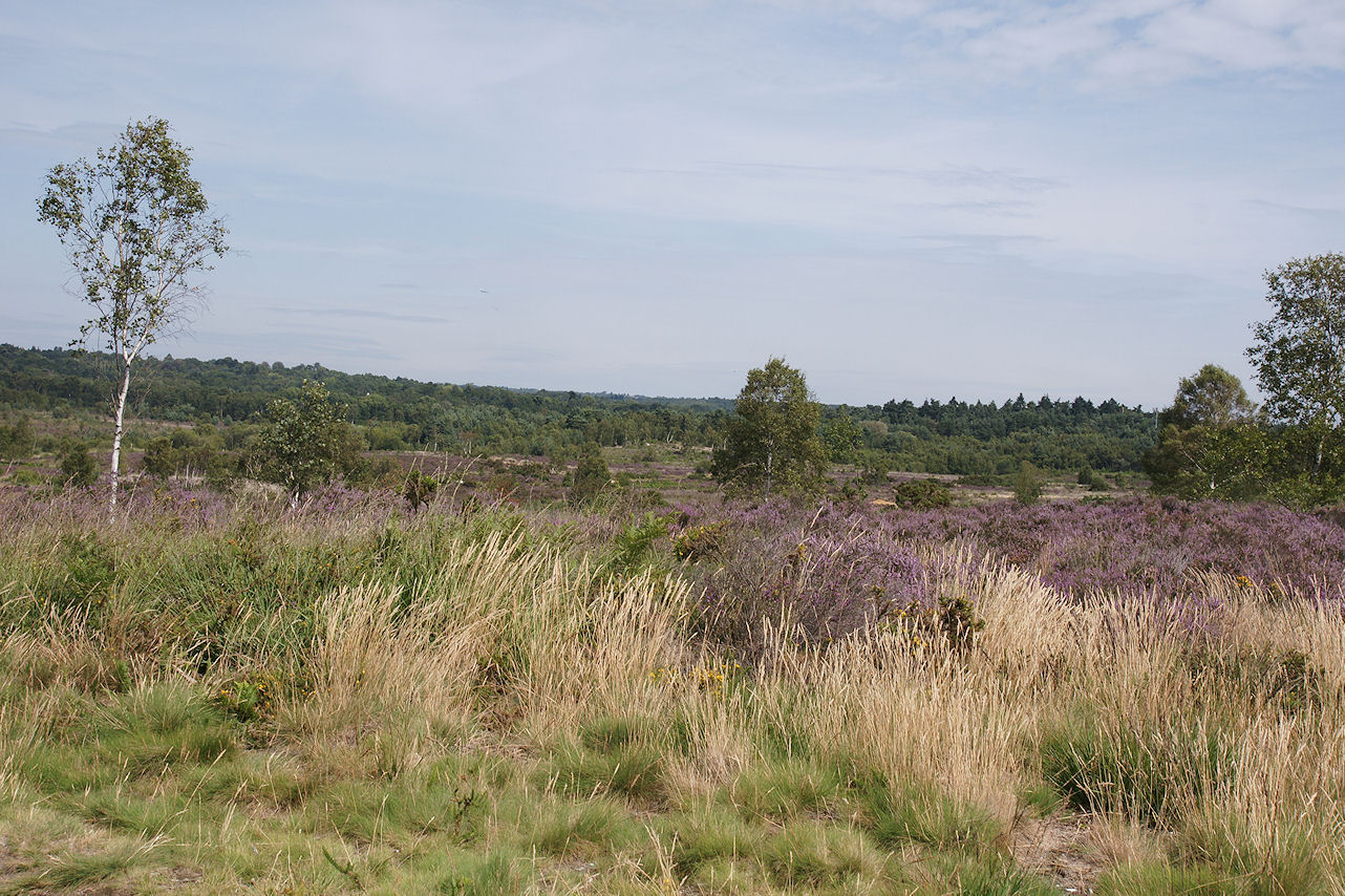 Martin's Butterflies: Chobham Common and Denbies Hillside