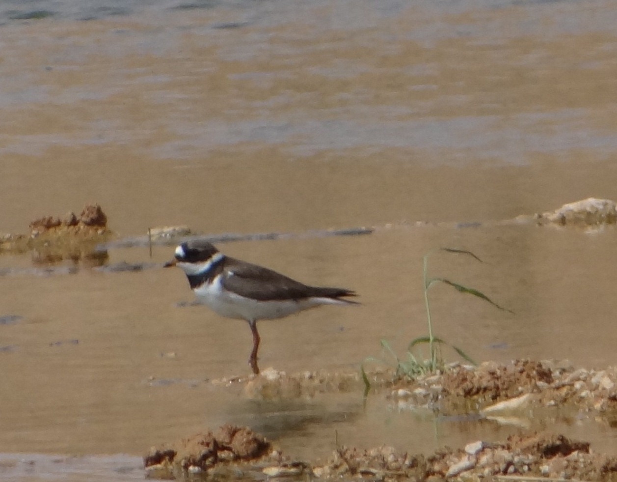 Birding for a Lark: Wadi Arar