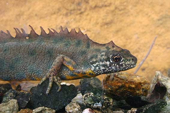 Il giardino delle Naiadi: TRITURUS CARNIFEX, IL TRITONE CRESTATO ITALIANO