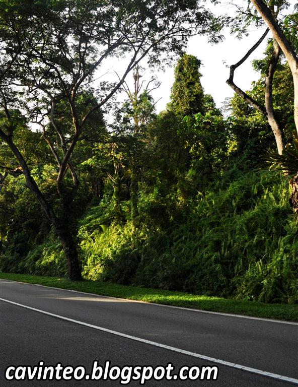 Entree Kibbles: A Walk Along Old Mandai Road