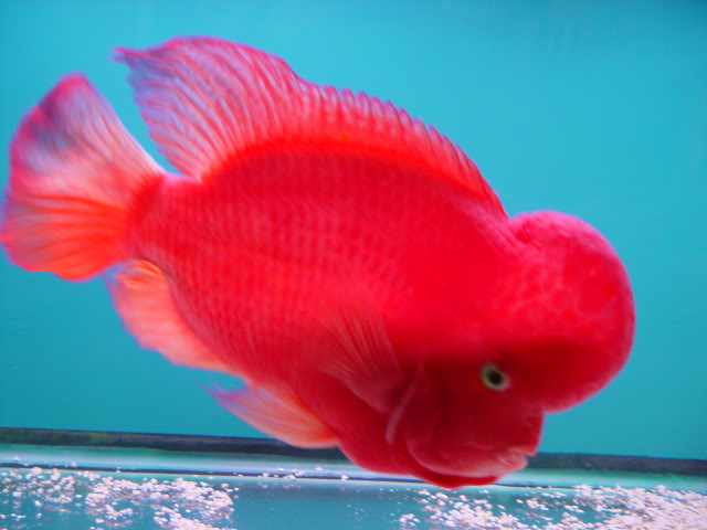 Flowerhorn The Hybrid Cichlids: Super Red Monkey