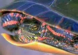 Biology of the Reptilia