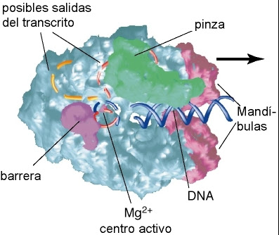 BIOQUIMICA A UN CLICK: ENZIMA ARN POLIMERASA