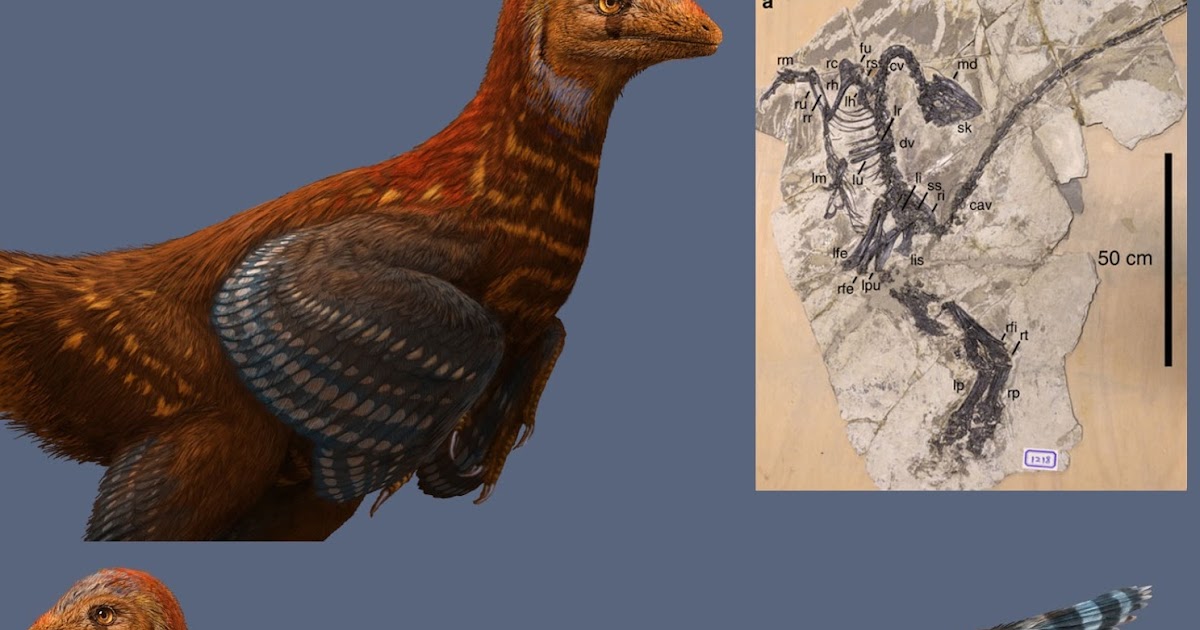 Species New to Science: [Paleontology • 2017] Jianianhualong tengi ...