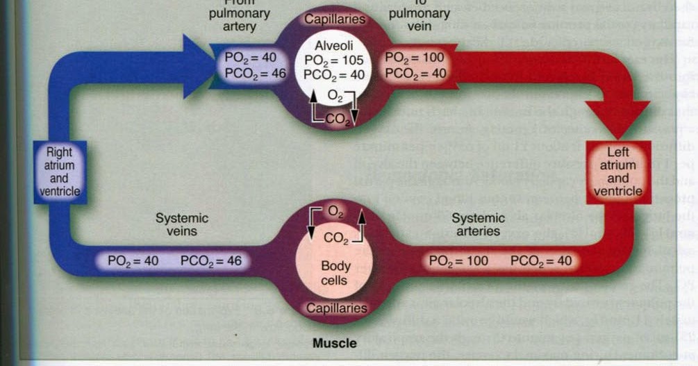 Respiratory Therapy Cave: Diffusion of oxygen from air to tissues