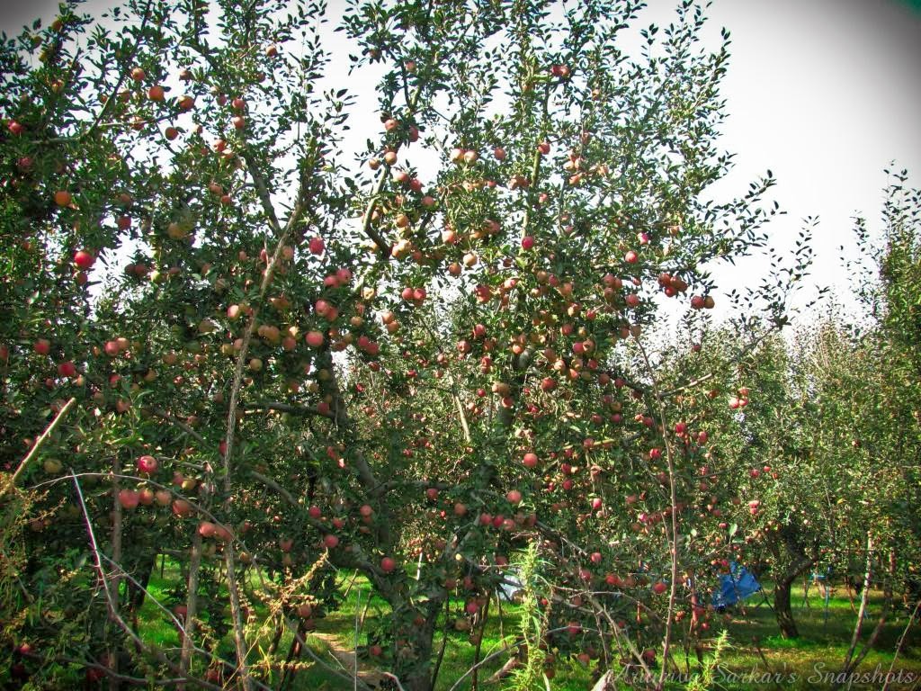 Arunava Sarkar's Snapshots: Apples in the garden of Kashmir