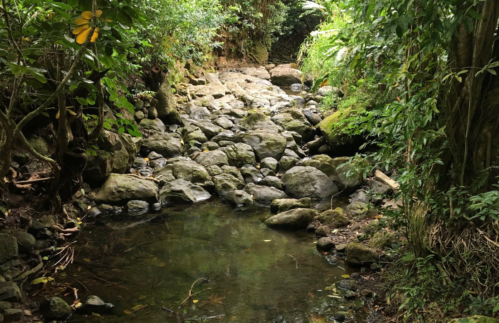 Video: Pukele, Wai‘oma‘o, Palolo Streams