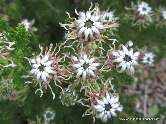 Walking the Cape: Kirstenbosch: 'Allo Aloe