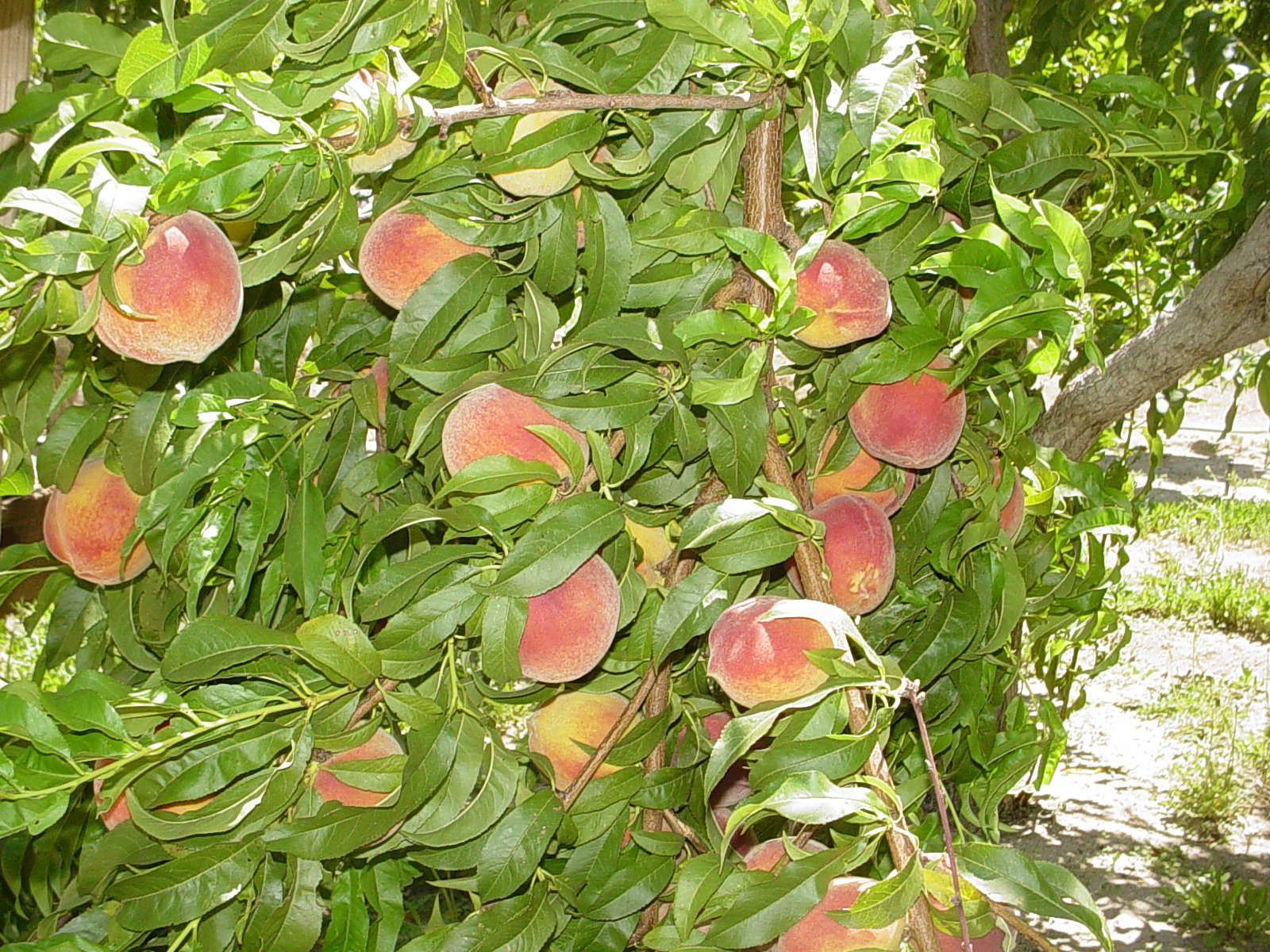 Orchard Day - Fallen Fruit