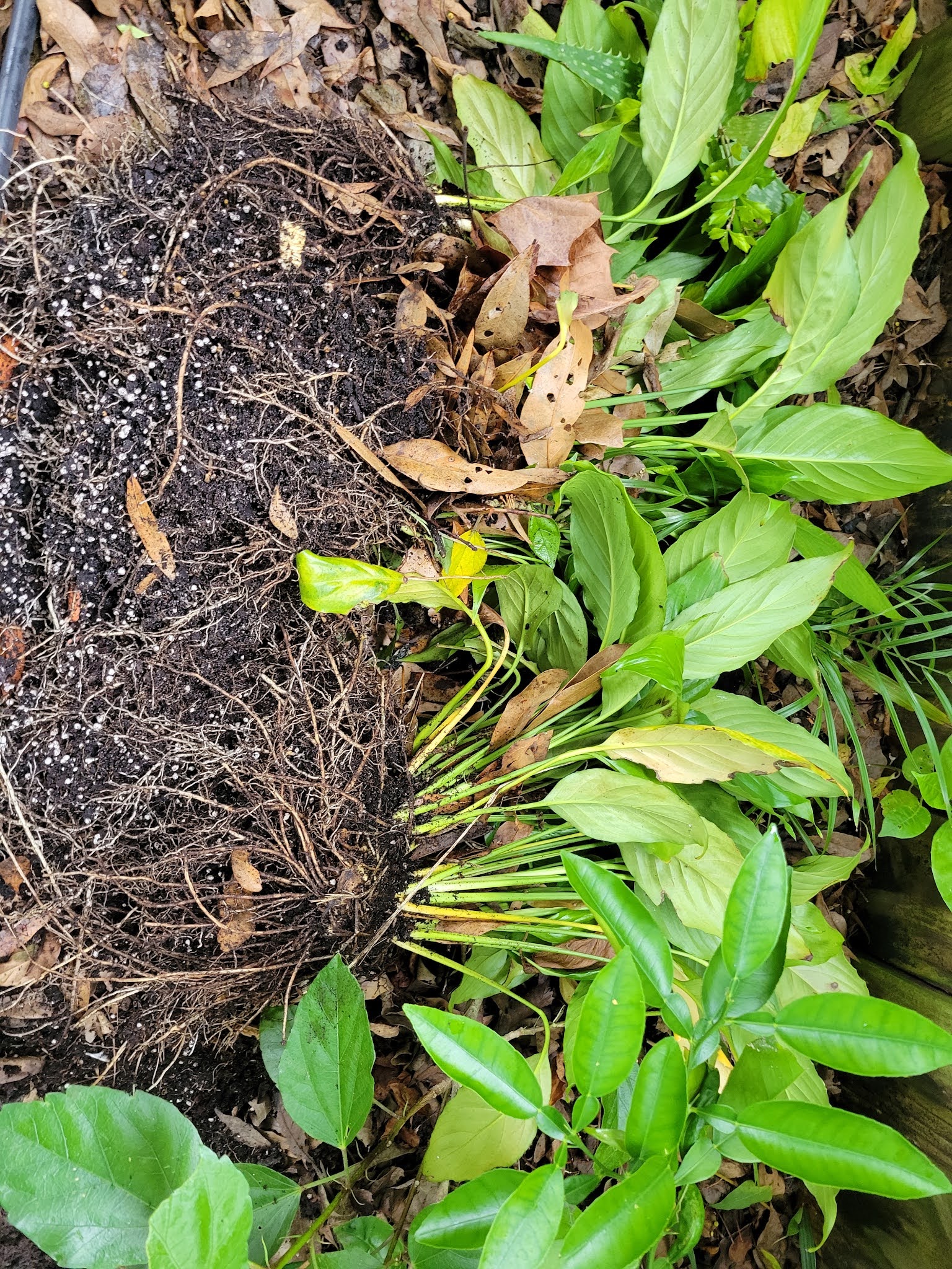 How To Repot Rootbound Plants