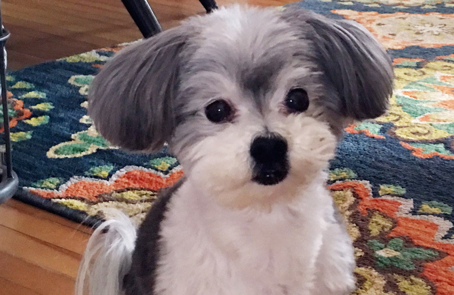 The Many Faces of Bee Bee; Dog Cake