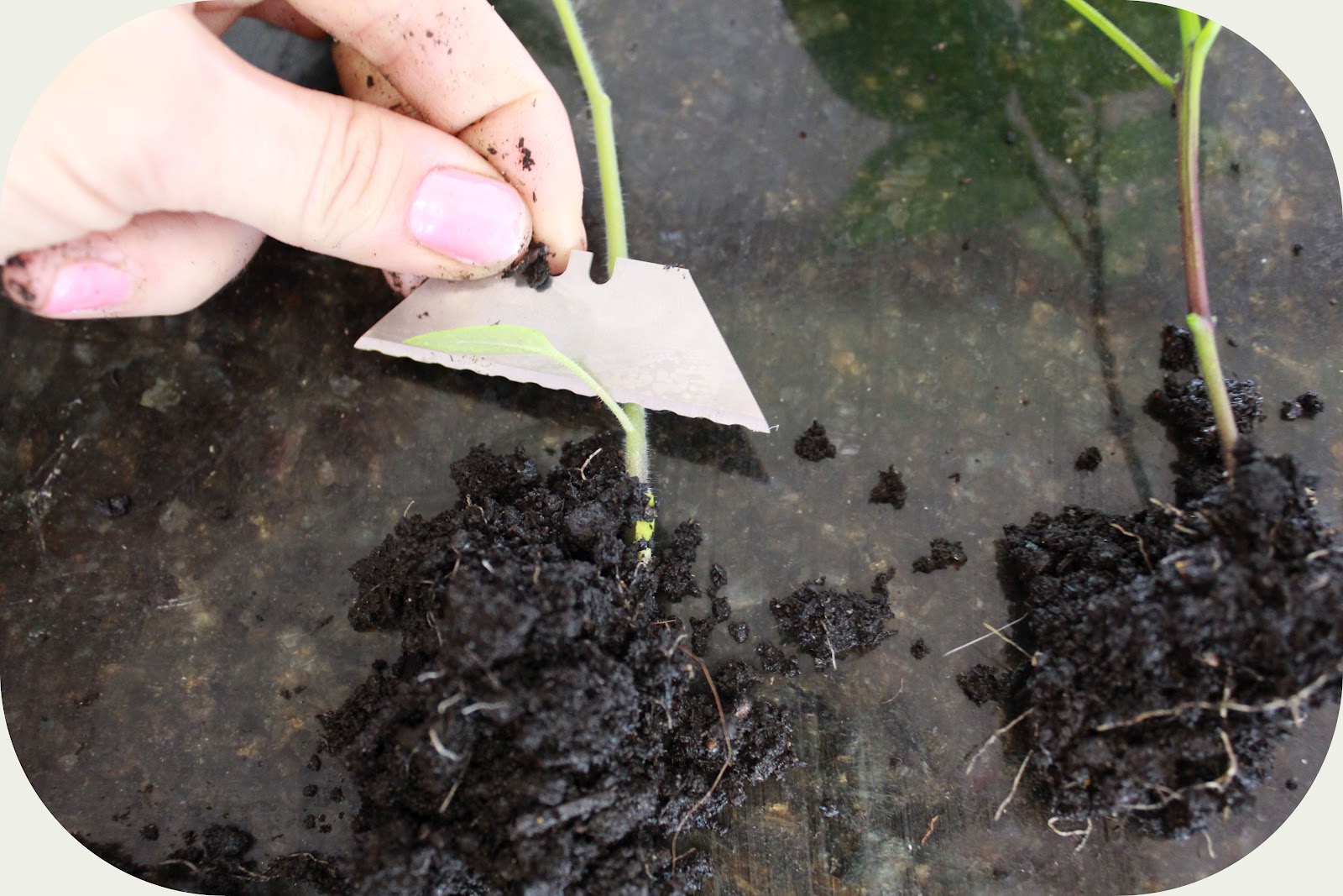 Homestead Roots: Grafting tomatoes and peppers onto Maxifort Rootstock