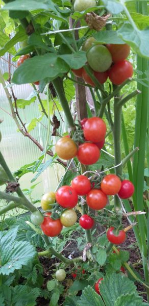 AnneAed: TOMATID KASVUHOONES