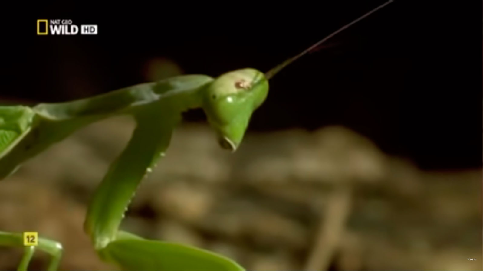 L'àvia Clementina Bloc: INSECTES, BESTIOLES SORPRENENTS