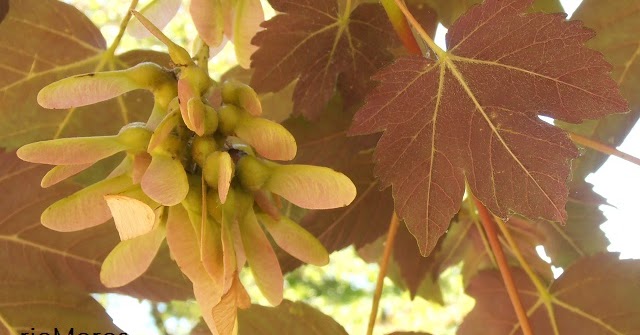 Sámara | Plantas rioMoros