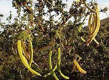 Reforestation and the Medicinal Uses of Trees -Liliana Usvat Research ...