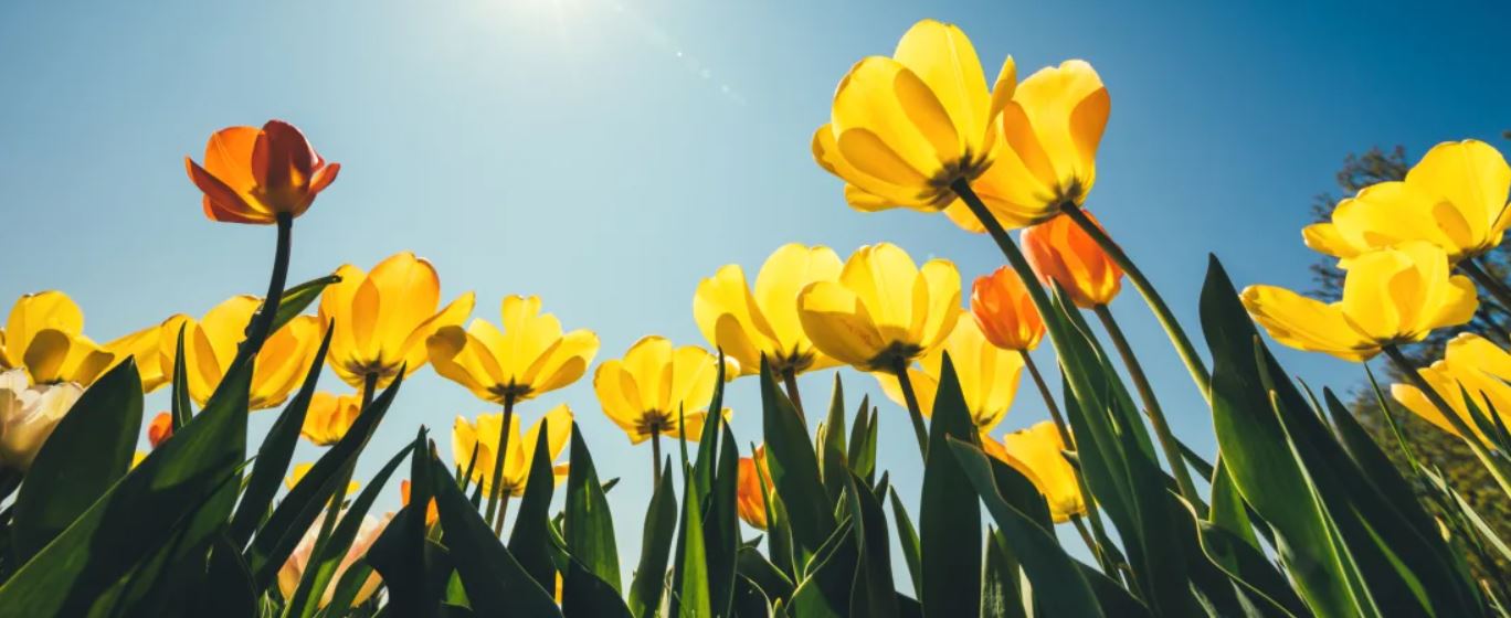 BibTec@s: Chegou a primavera! Conhece algumas curiosidades sobre esta ...