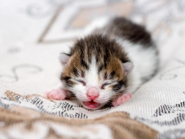 Amo Patinhas: Cuidados com Gatos Filhotes