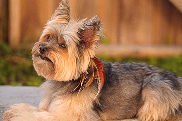 Latest Craze to Hit the Pet World: DOG Hair Extensions! | BOLD and ...