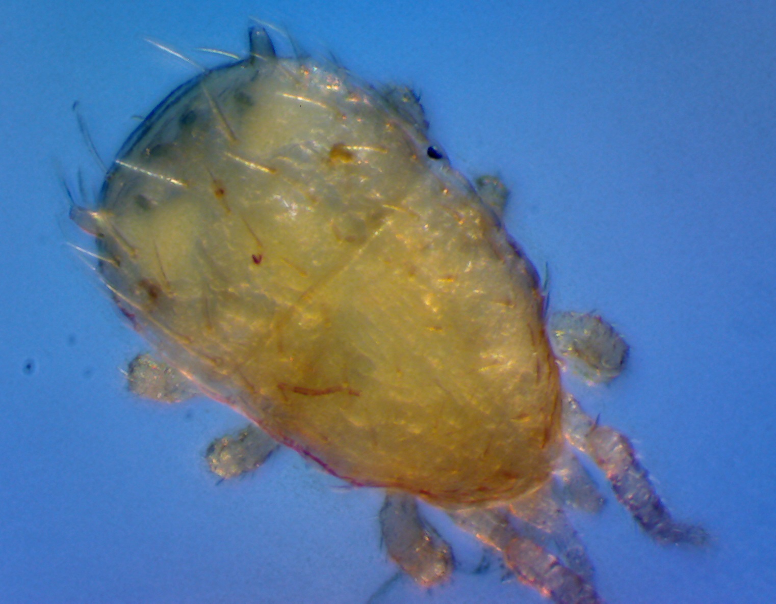 Variety of Life: Asca