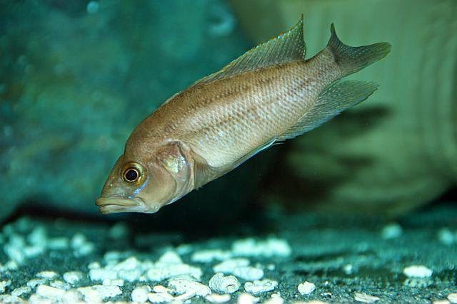 Artes de Pesca: LOS CICHLIDAE 28ª