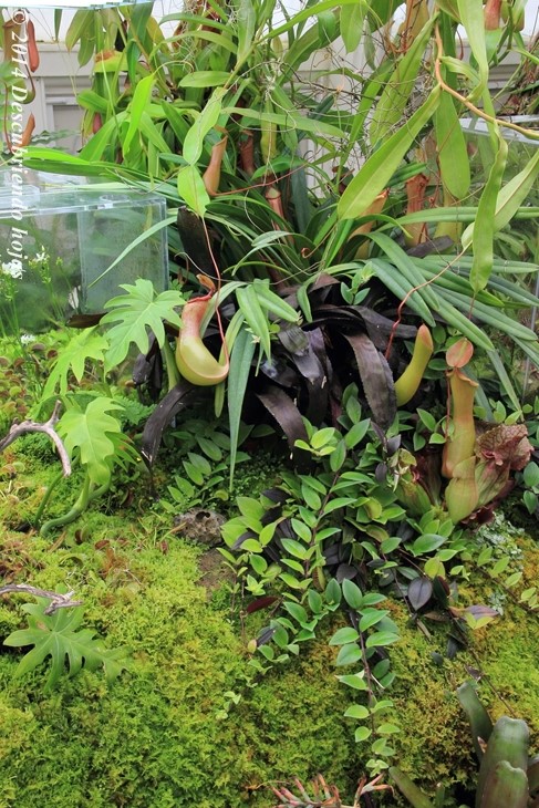 Descubriendo hojas: Plantas carnívoras en el Conservatorio de Flores ...