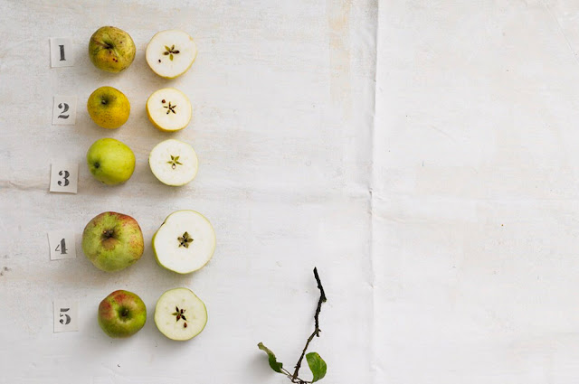 Donkey and the Carrot: MEET THE TALENT:Dietlind Wolf!