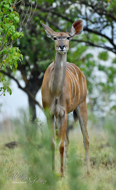 The Greater Kudu | Focusing on Wildlife