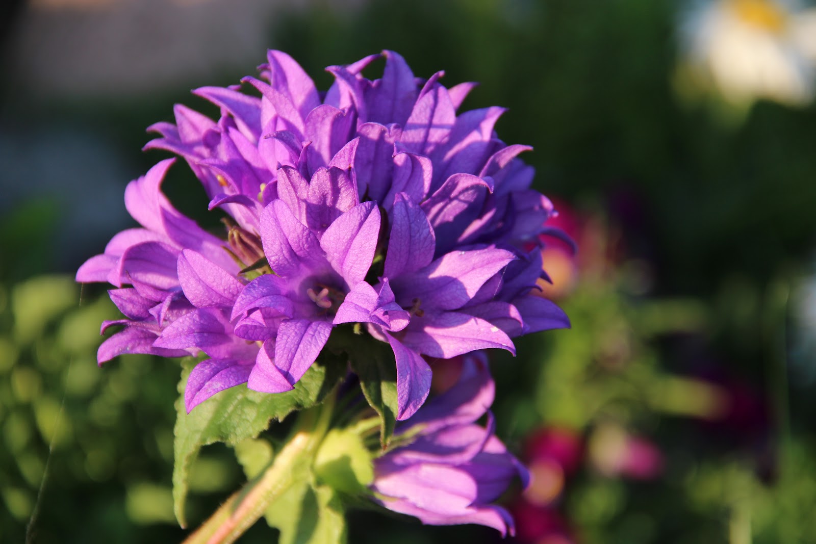 katilėlis /campanula/