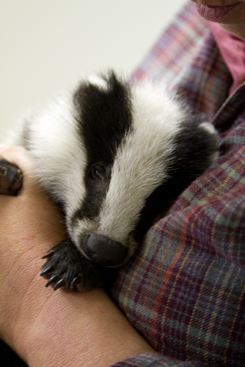 Ryedale Wildlife Rehabilitation: May 2011