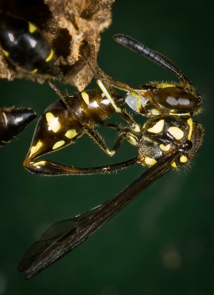 Variety of Life: Vespidae