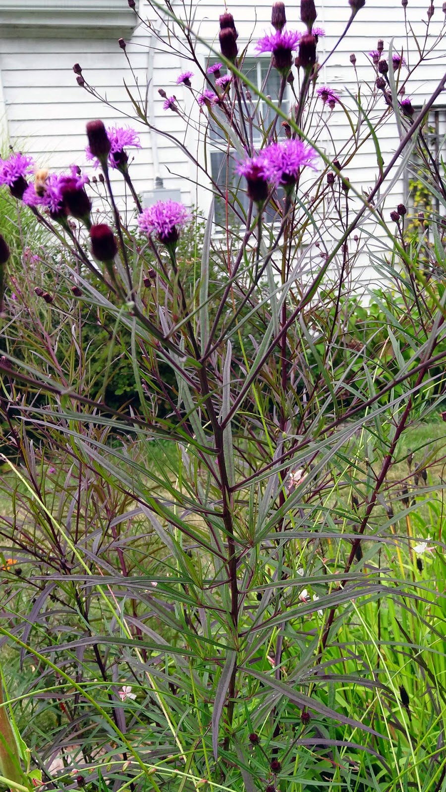 Garden on the Edge: Vernonia: Favorite Plant of the Week and Native ...