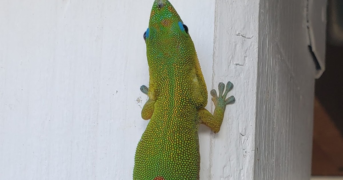 Snow Crash: Meet Some Gecko Friends