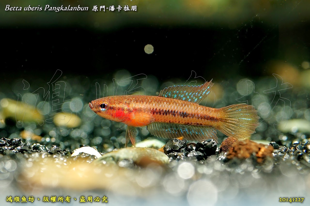 鴻順魚坊: Betta uberis Pangkalanbun 原鬥-潘卡拉朋