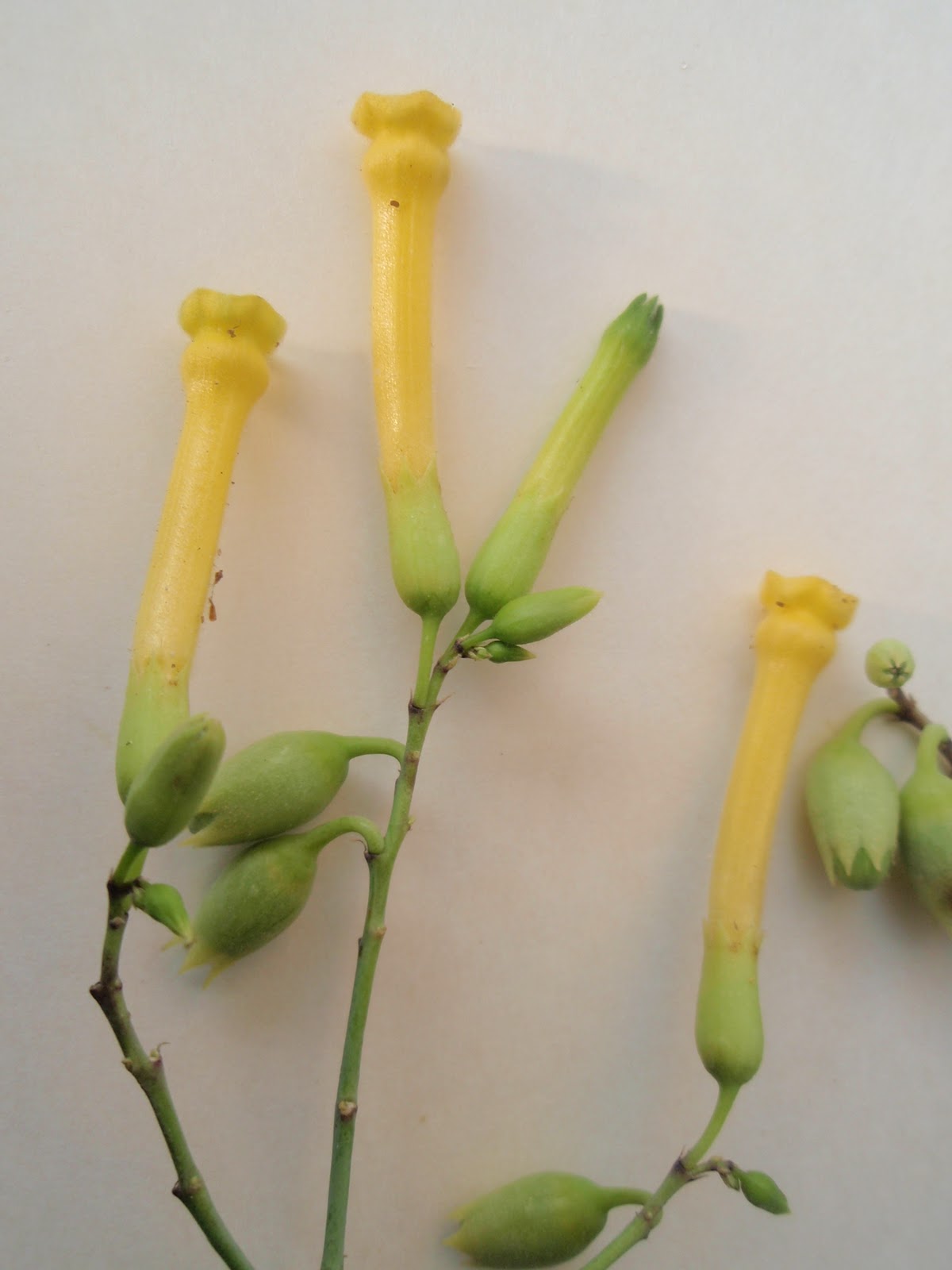HERBARIO VIRTUAL DE BANYERES DE MARIOLA Y ALICANTE: Nicotiana glauca ...