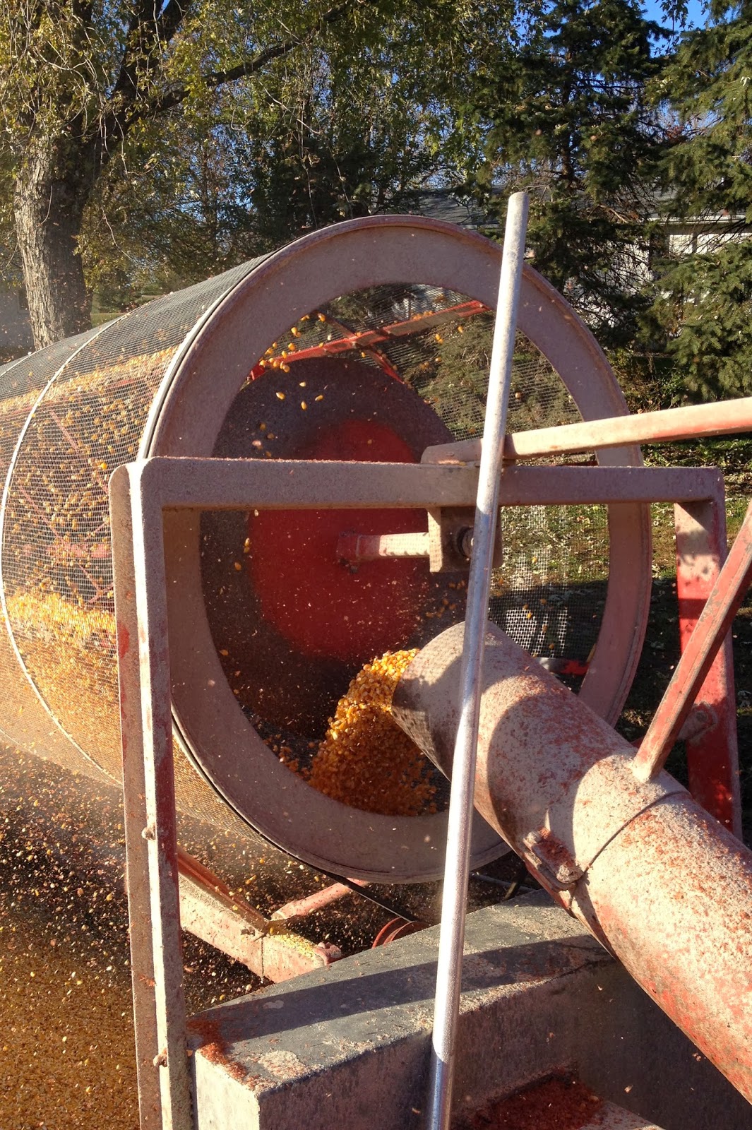 My Barnyard View : Corn's In! What Now?