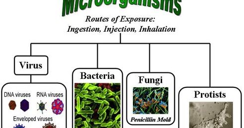 Epiphany: Viruses, Bacteria, Fungi, Parasites and Altered Gene ...