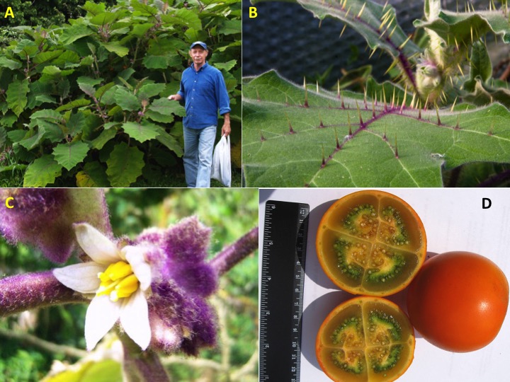 Sobre esto y aquello: Lulos y chontaduros