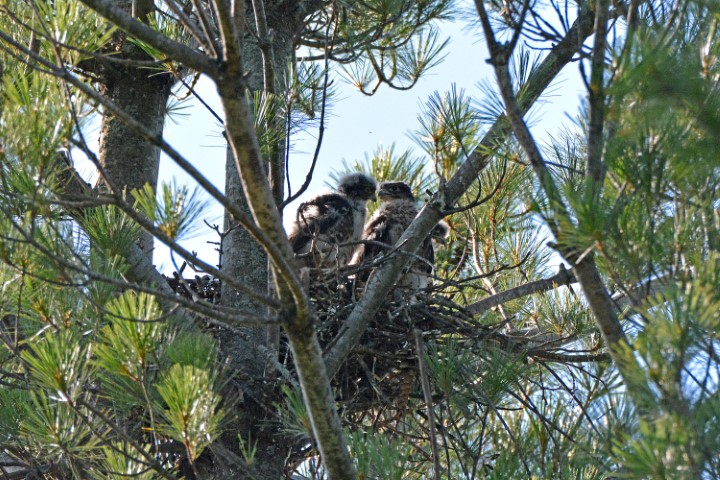 Ottawa Area Birding: Merlin Nest with 3 or 4 Young