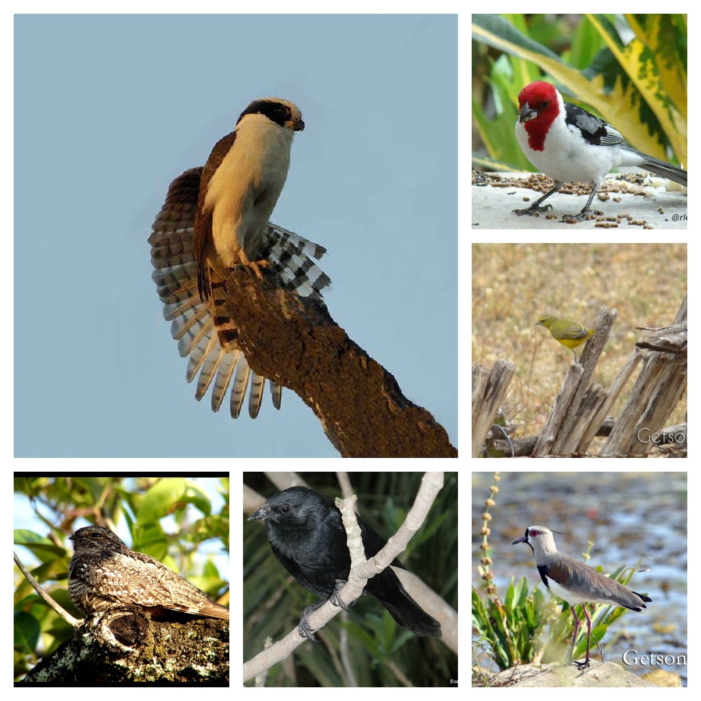 VENTO NORDESTE: A SURPREENDENTE E BELA FAUNA DA CAATINGA