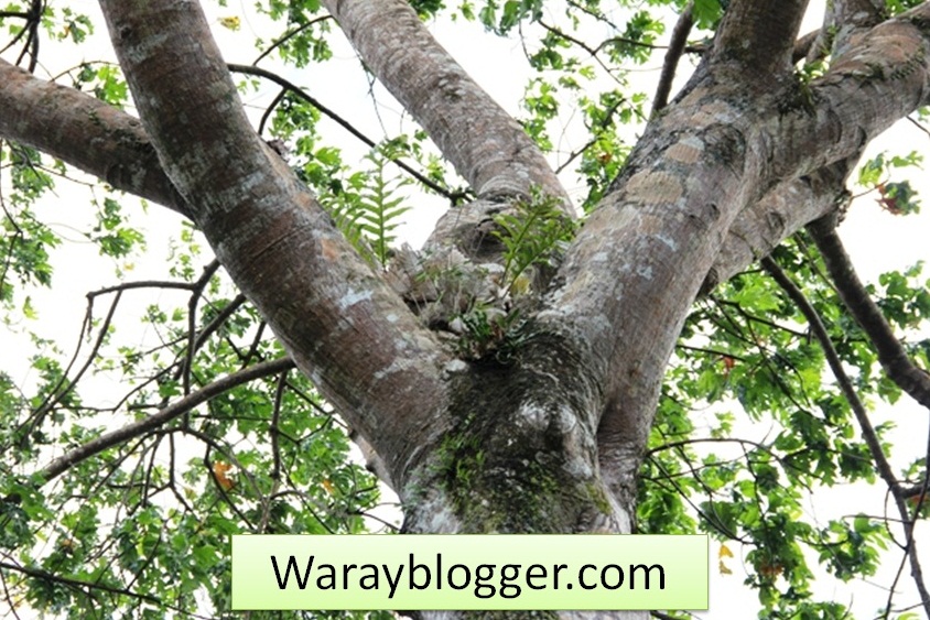 Warayblogger.com: January 2013